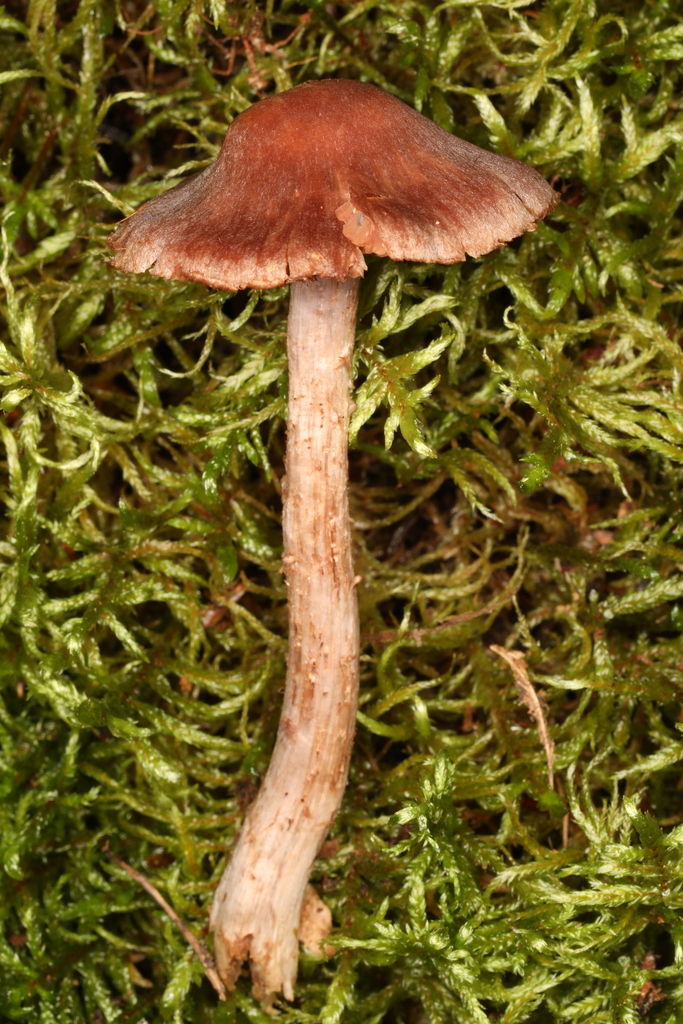 Webcaps from Leeper, PA 16233, USA on September 29, 2023 at 02:11 PM by ...