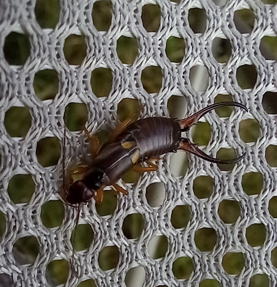 European Earwig Complex from Hightown, VA 24465, USA on October 2, 2023 ...