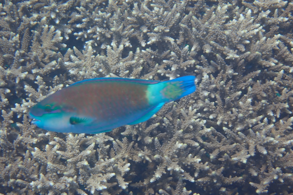 Pacific Bullethead Parrotfish from Outer Reef, Pt Douglas, QLD ...