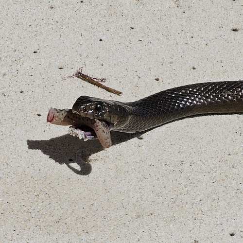 Dugite (Pseudonaja affinis) - Snakes and Lizards