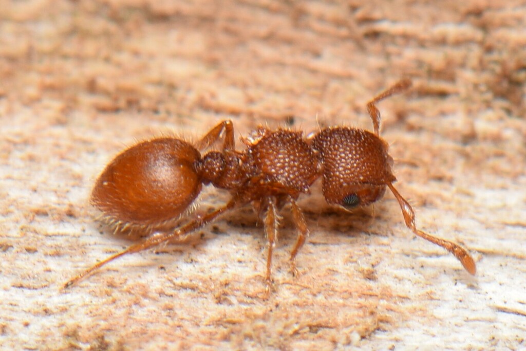 Shield Ants from Melbourne VIC, Australia on September 16, 2023 at 04: ...