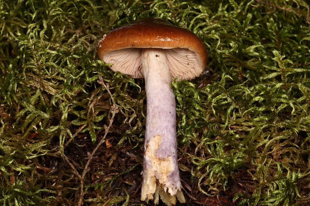 Cortinarius stillatitius from Leeper, PA 16233, USA on September 29 ...