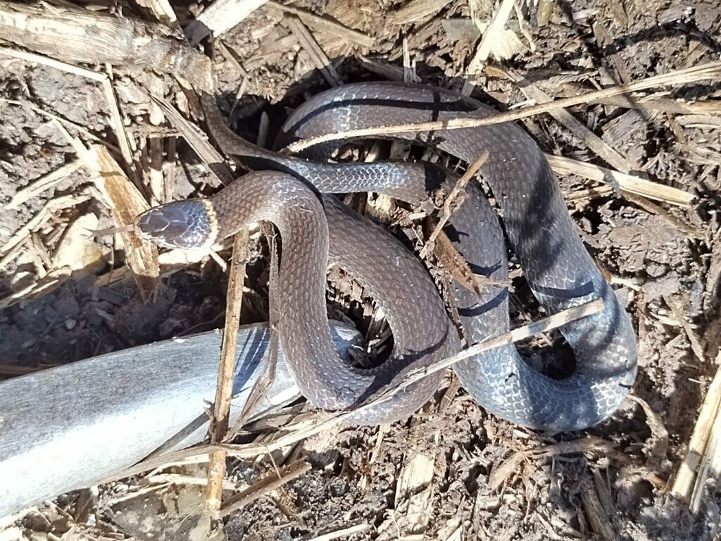 Dwarf Crowned Snake from Newcastle NSW, Australia on September 29, 2023 ...