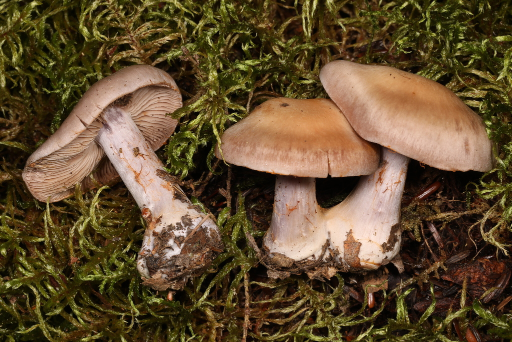 Webcaps from Leeper, PA 16233, USA on September 29, 2023 at 03:06 PM by ...