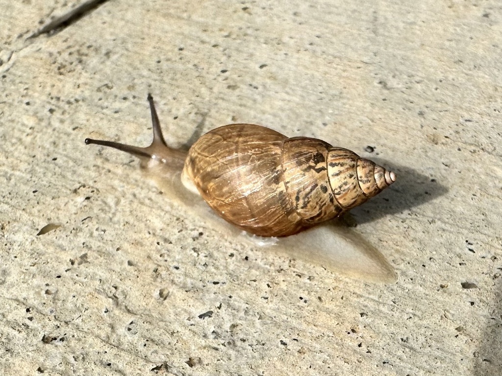 Ghost Bulimulus from University of Florida, Gainesville, FL, US on June ...