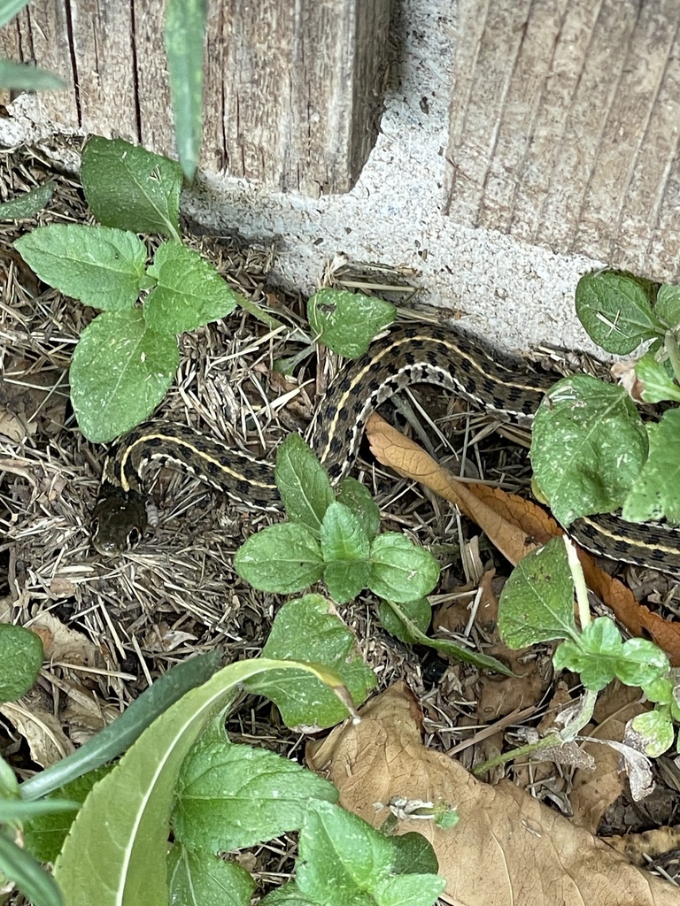 Checkered Garter Snake from Harmony Farm, San Antonio, TX, US on ...