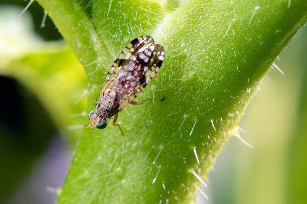Sunflower Seed Maggot from Lewisville, TX, USA on September 28, 2023 at ...