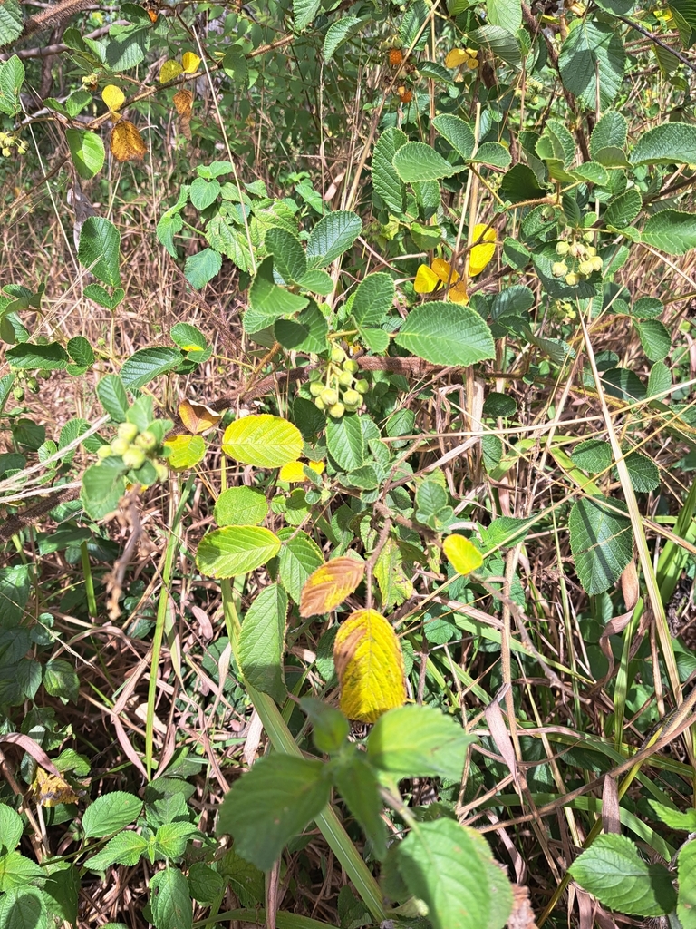 Yellow Himalayan Raspberry in October 2023 by econico · iNaturalist