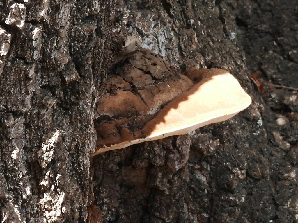 Ganoderma brownii from 101 Peacock Gap Trail, San Rafael, CA 94901, USA ...