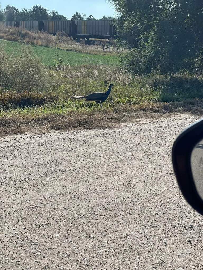 Indian Peafowl from Dawes County, NE, USA on September 30, 2023 at 09: ...