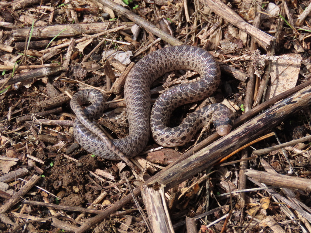 Gopher Snake from Lane County, OR, USA on October 3, 2023 at 01:26 PM ...