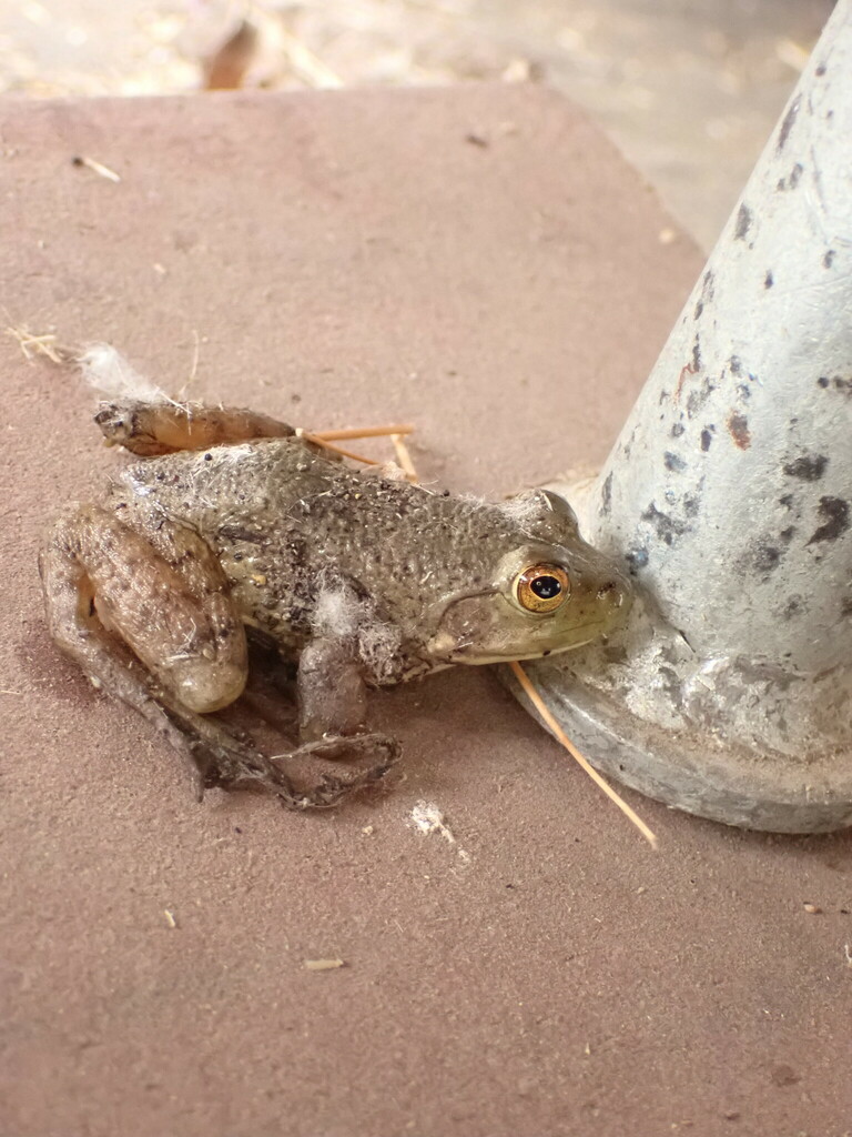American Bullfrog from Lane County, OR, USA on October 3, 2023 at 09:03 ...