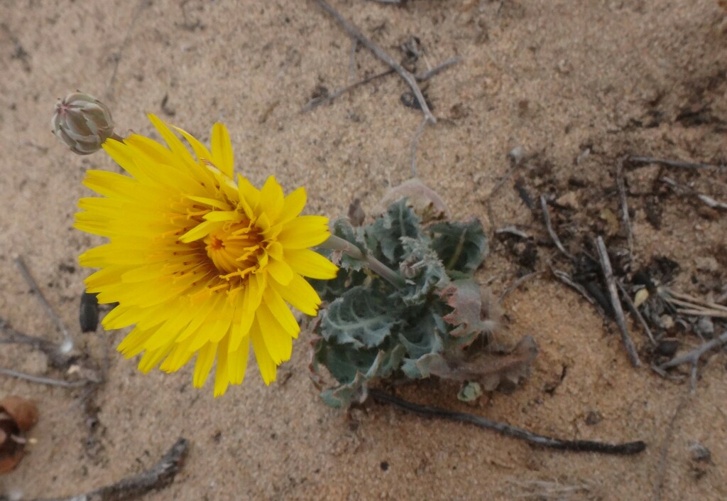 False Sow-thistle from Ouyen VIC 3490, Australia on October 8, 2019 at ...