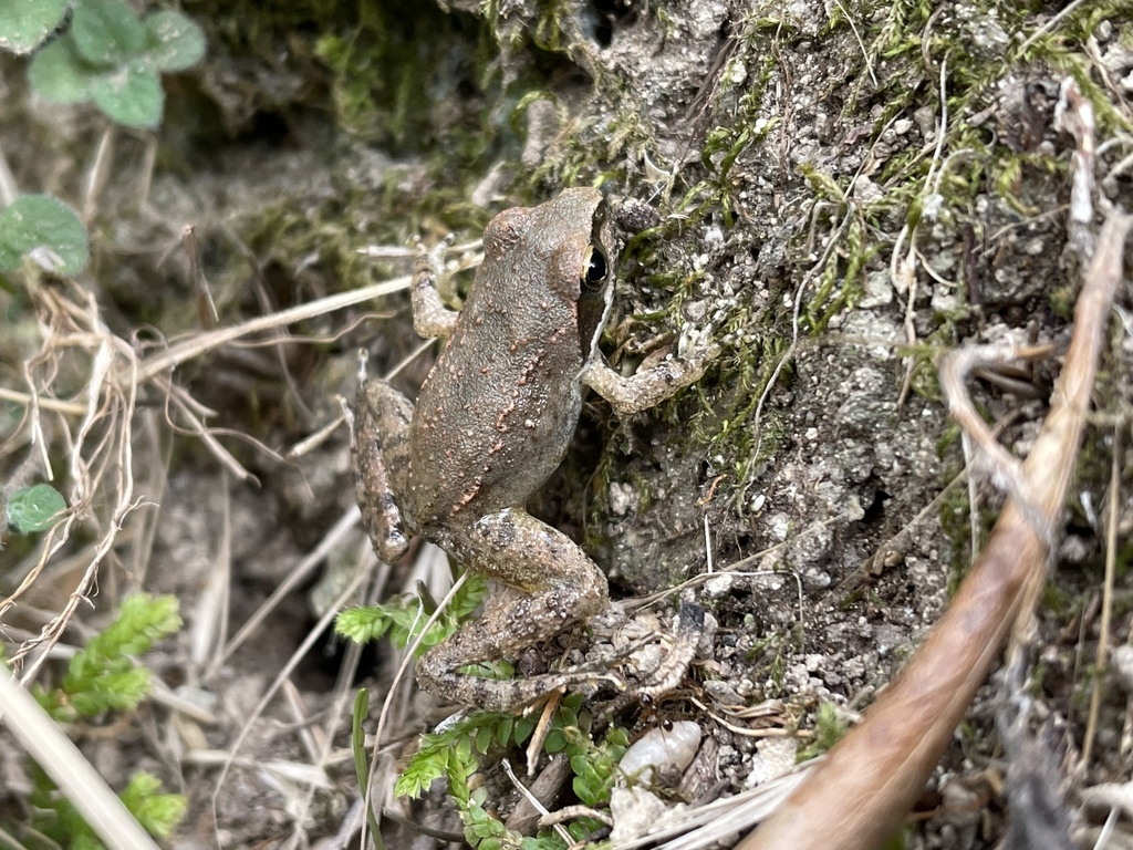 Greek frog from Anthousa, Epirus, GR on September 29, 2023 at 05:38 PM ...