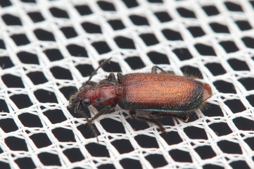 Lachnoderma cinctum · iNaturalist