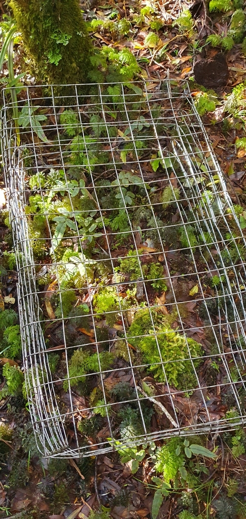 Wood Rose in October 2023 by Chris Ecroyd. Caged clump. Couldn't see ...