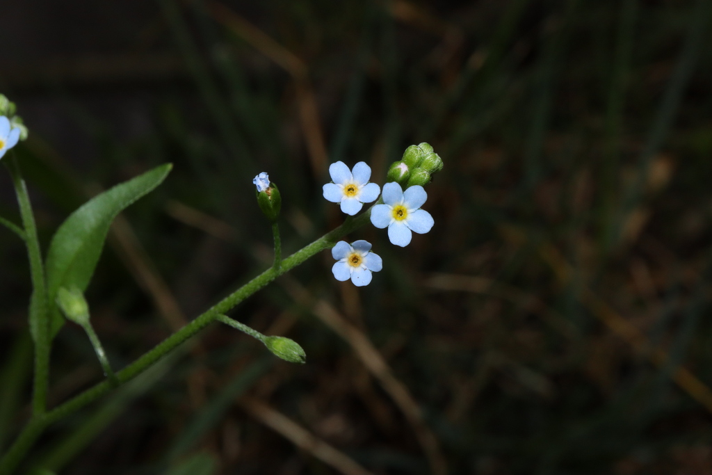 Tufted Forget-me-not from Camden, New South Wales, Australia on October ...