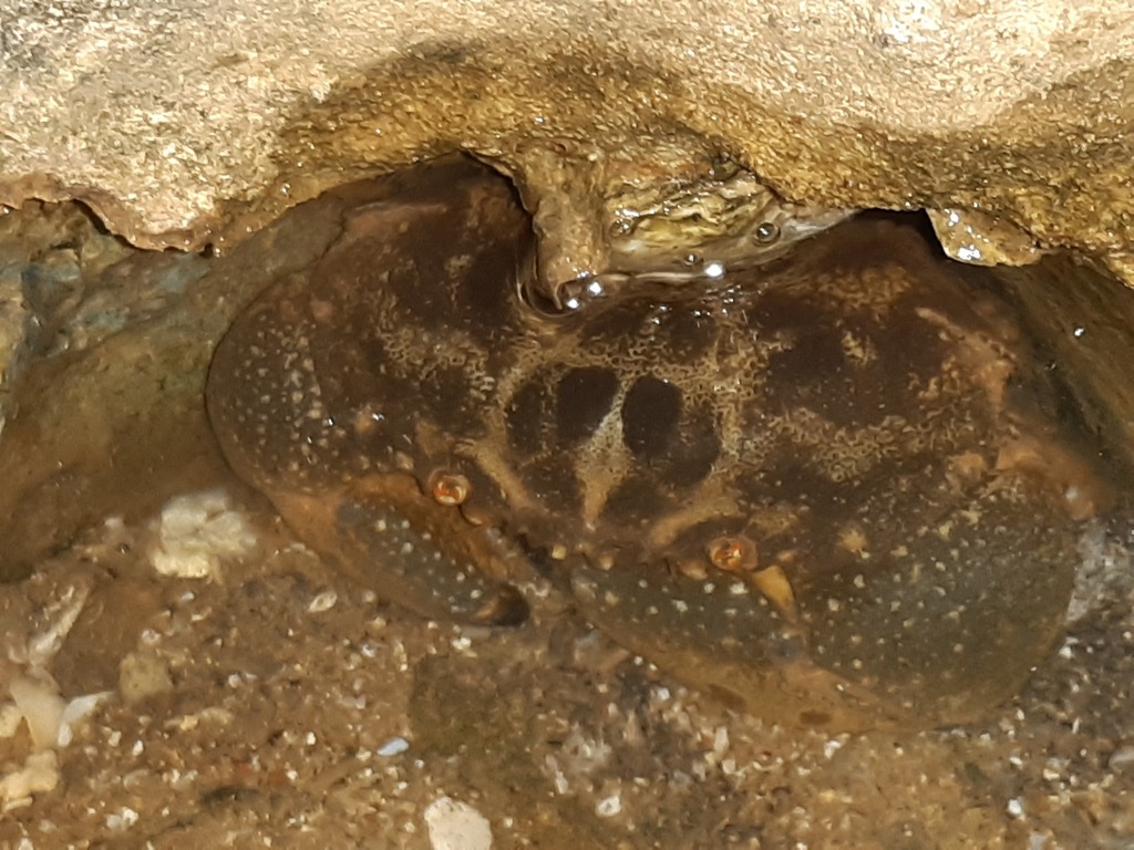 Round Crabs from Port Hedland WA, Australia on October 1, 2023 at 06:23 ...