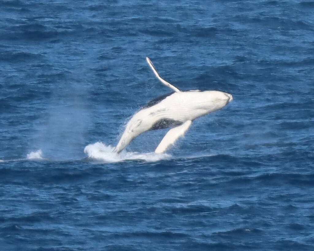 Humpback Whale from Magic Point, Malabar NSW 2036, Australia on October ...