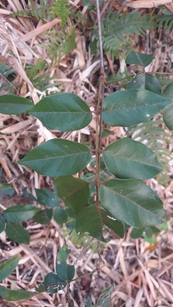 Derris involuta in October 2023 by Peta · iNaturalist