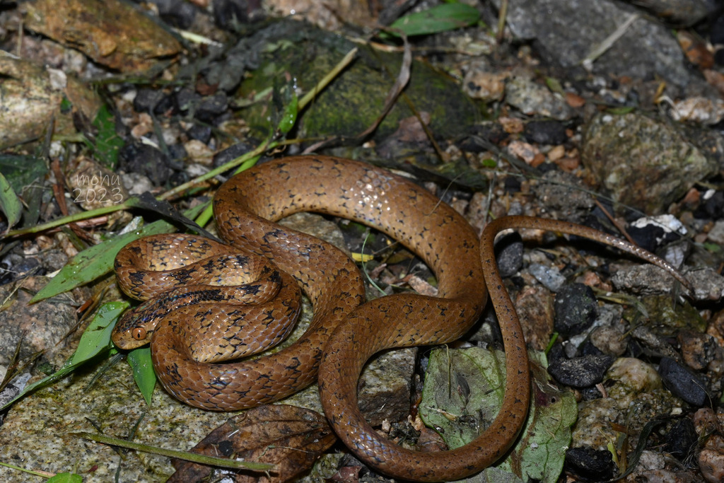 Boulenger's Slug Snake from 中国安徽省 on October 1, 2023 at 12:13 AM by ...