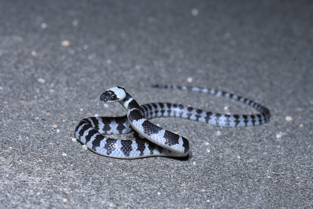 Formosa Wolf Snake from 中国安徽省 on October 1, 2023 at 10:53 PM by 墨湖布清蛇 ...