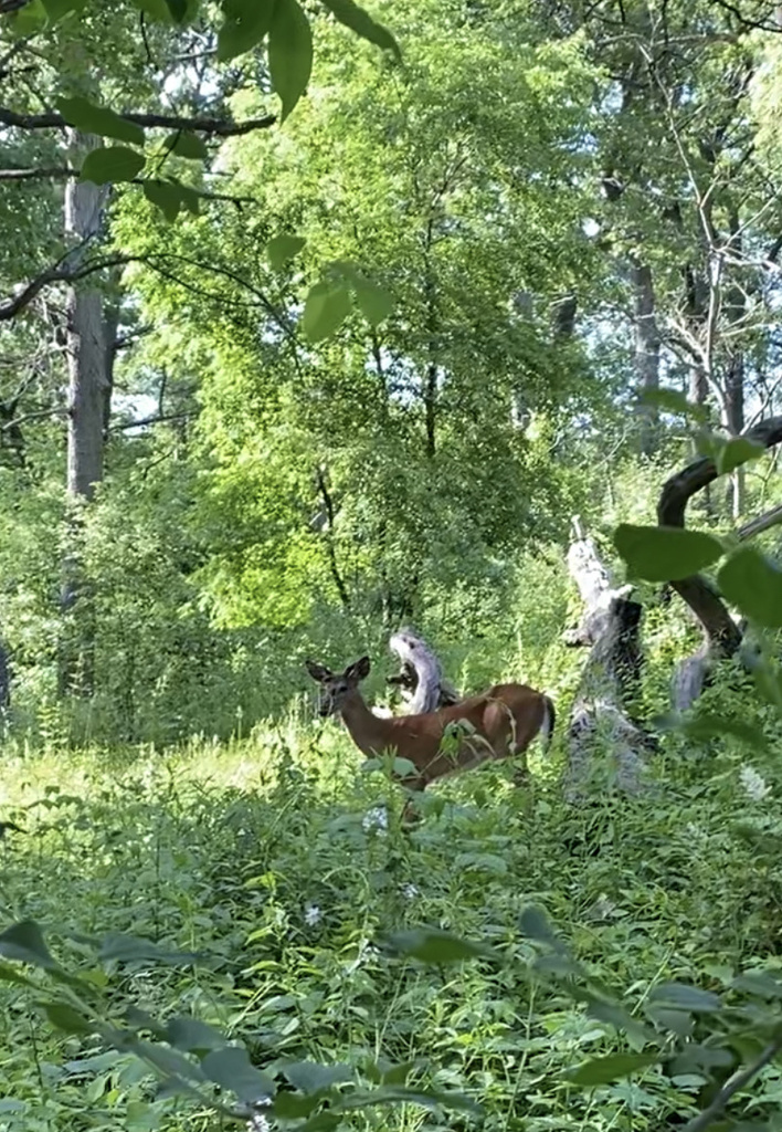 White-tailed Deer from High Park, Toronto, ON, CA on June 10, 2022 at ...