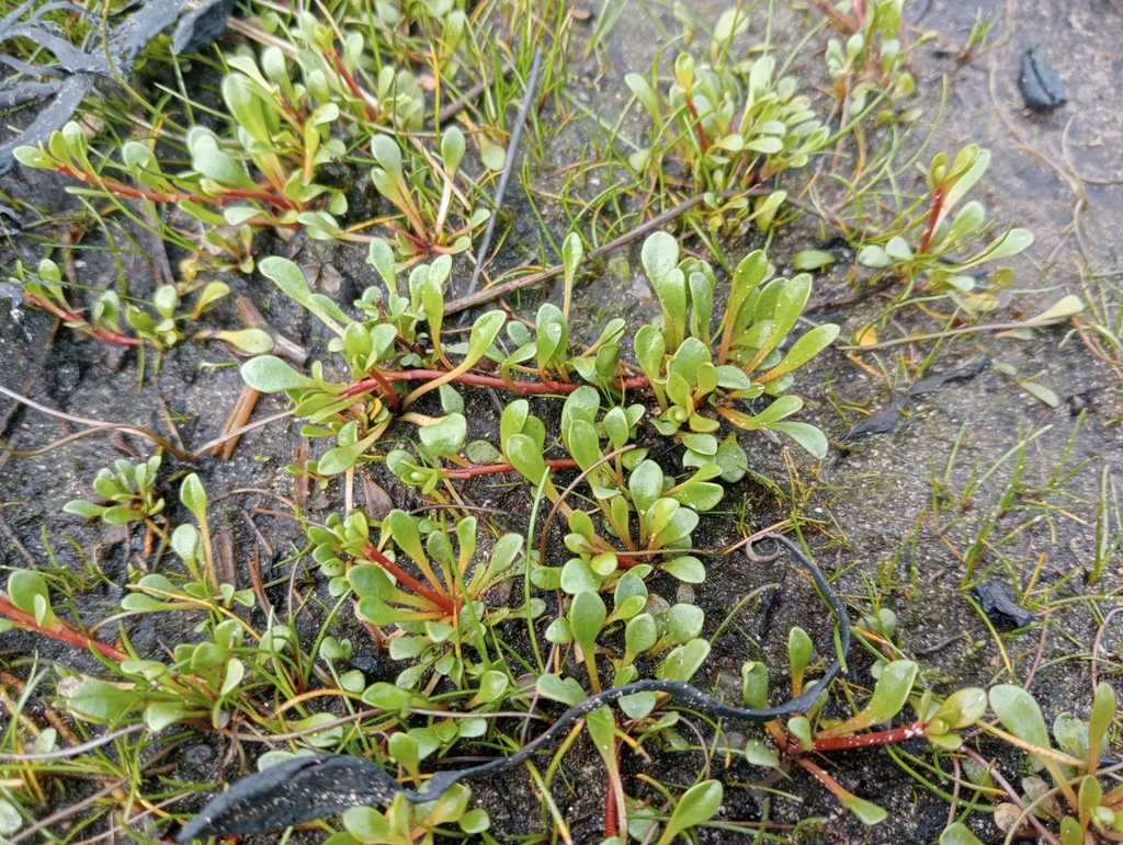 Samolus repens repens from Chatham Islands Territory 8016, New Zealand ...