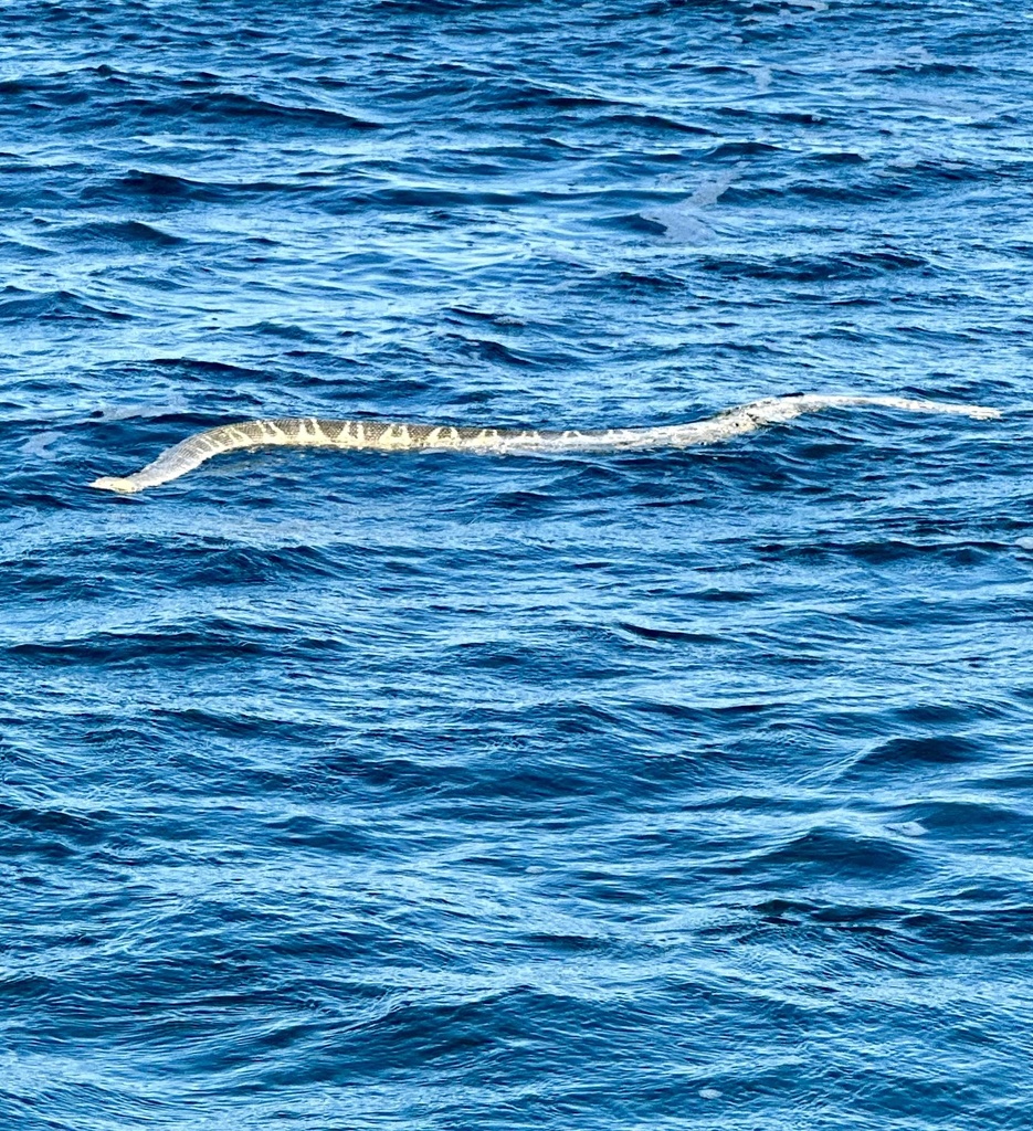 Stokes' Sea Snake from Wyndham-East Kimberley, Western Australia ...