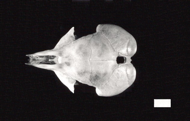 (Dipodomys merriami olivaceus) - Know Your Mammals