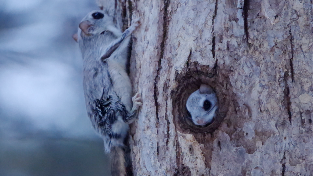 Japanese Flying Squirrel (Pteromys momonga) - Know Your Mammals