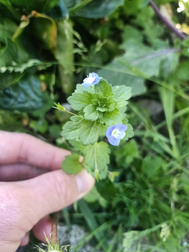 bird's-eye speedwell from Hastings, New Zealand on October 4, 2023 at ...