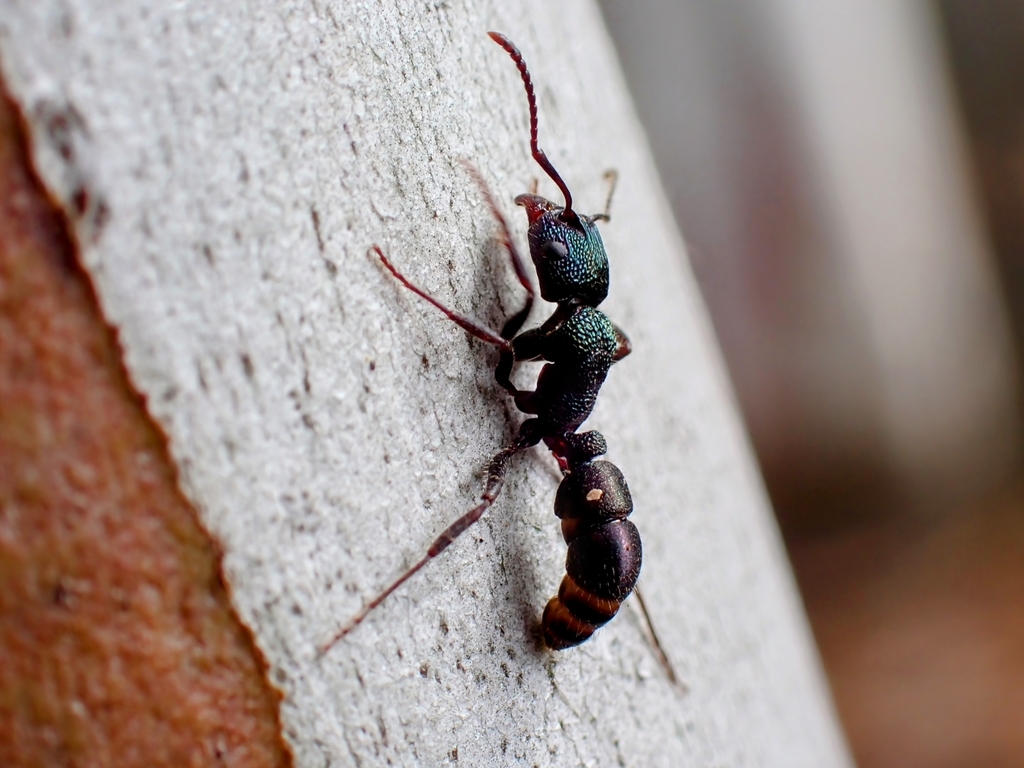 Green-head Ant in October 2023 by cinclosoma · iNaturalist
