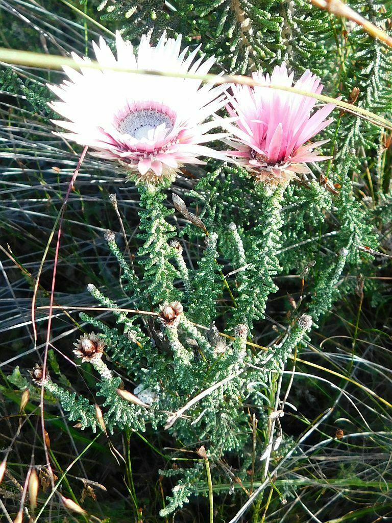 Cape everlasting from Maermanskloof Greyton, 7233, South Africa on ...