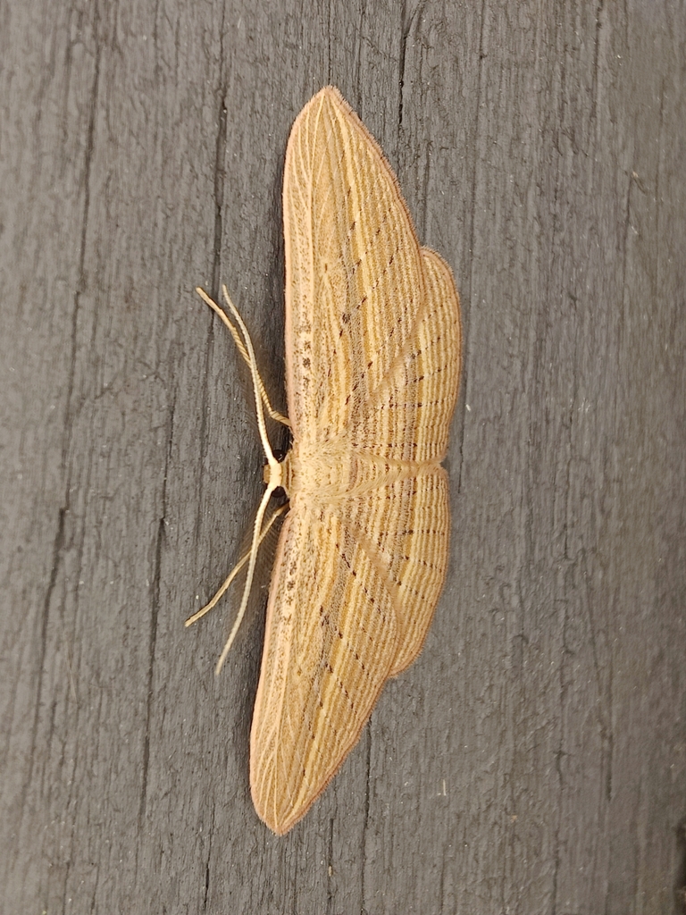 Cabbage tree moth in October 2023 by David Hayes · iNaturalist