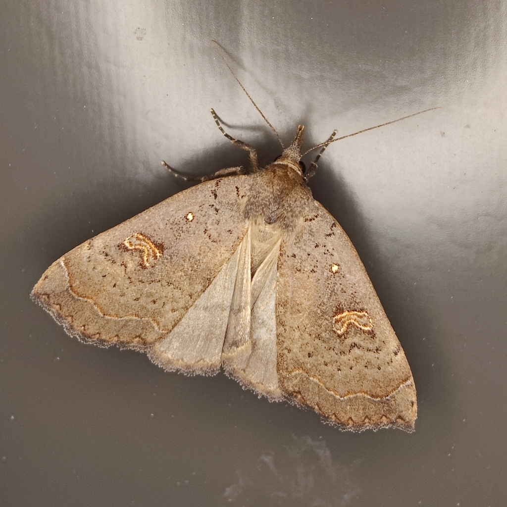 Slender owlet moth in October 2023 by David · iNaturalist