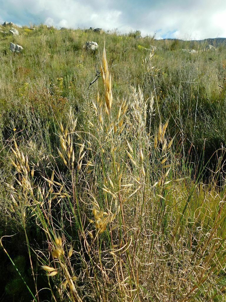 Cape Wire Grass from Maermanskloof Greyton, 7233, South Africa on ...