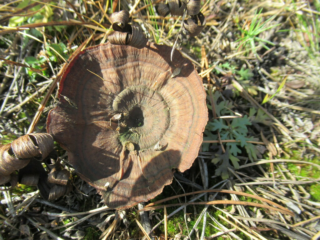 Brown Funnel Polypore from Усольский р-н, Иркутская обл., Россия on ...