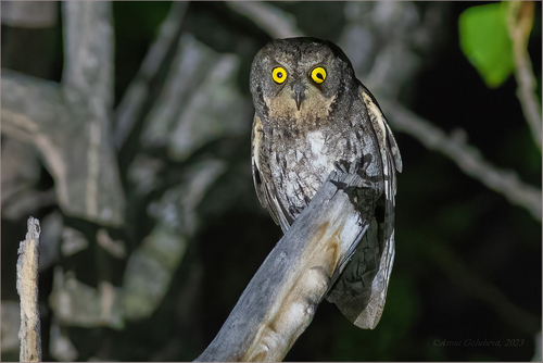 Subespecie Otus sunia stictonotus · NaturaLista Colombia