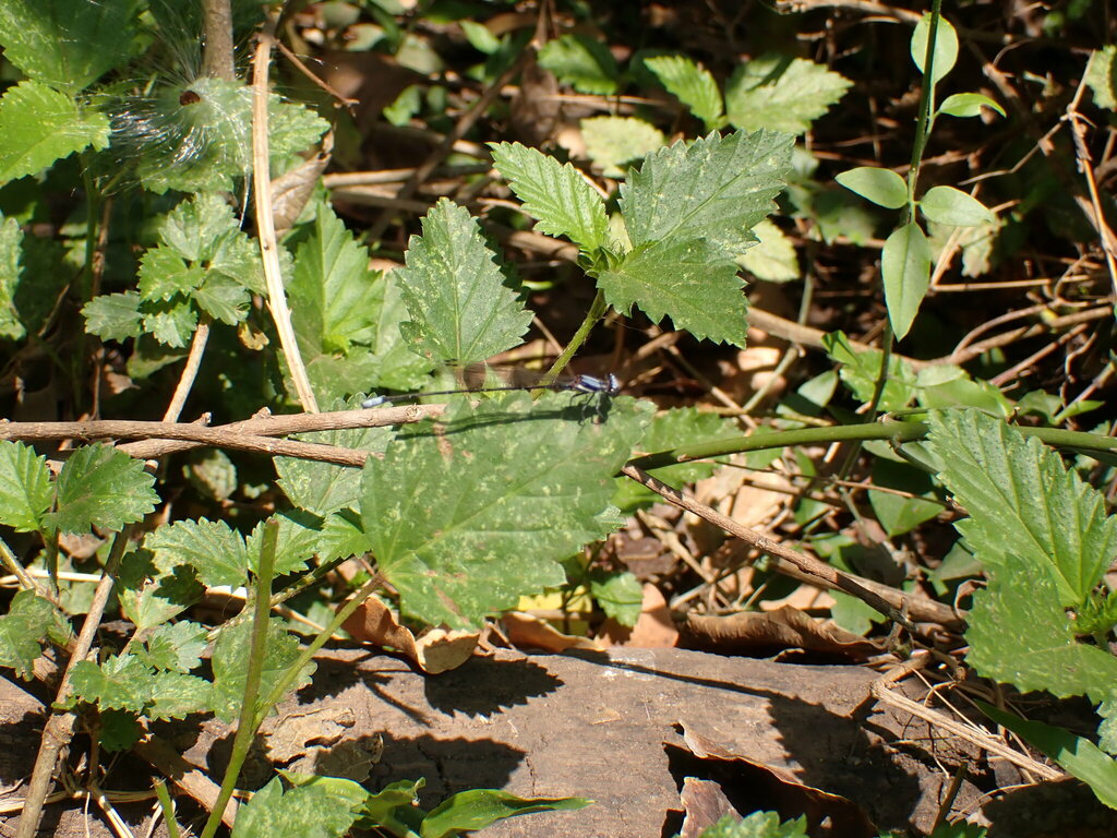 Common Threadtail from Livingstone, Sambia on October 1, 2023 at 12:17 ...