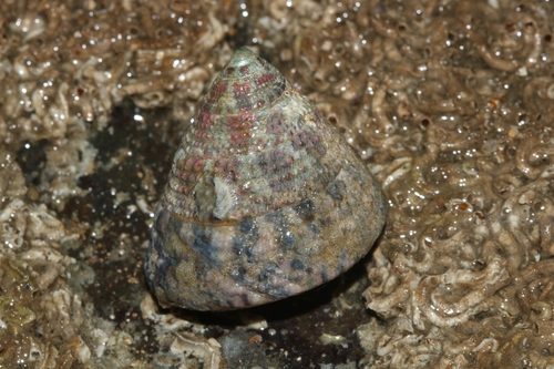 red spotted topshell (Trochus maculatus) · iNaturalist Guatemala