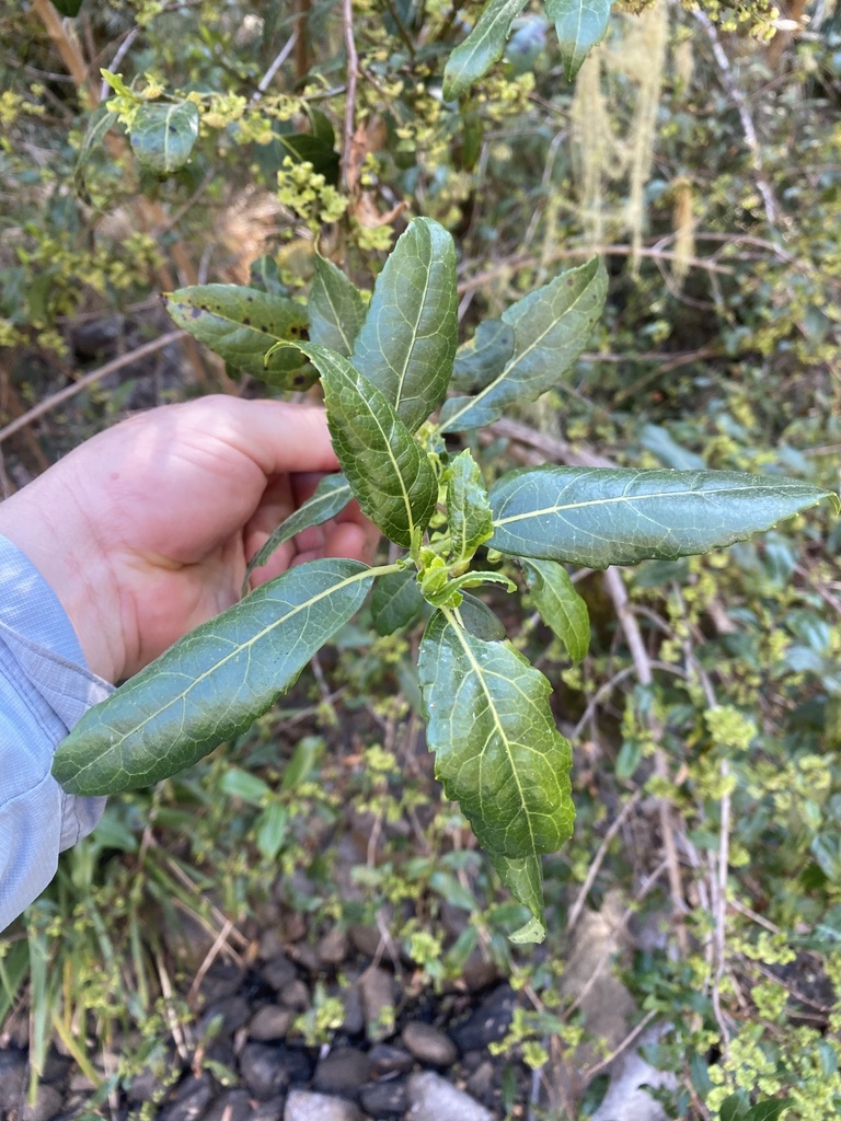Australian mulberry from Styx River State Forest, Jeogla, NSW, AU on ...