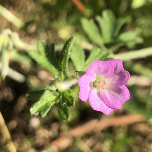 Solander's geranium (Geranium solanderi) · iNaturalist