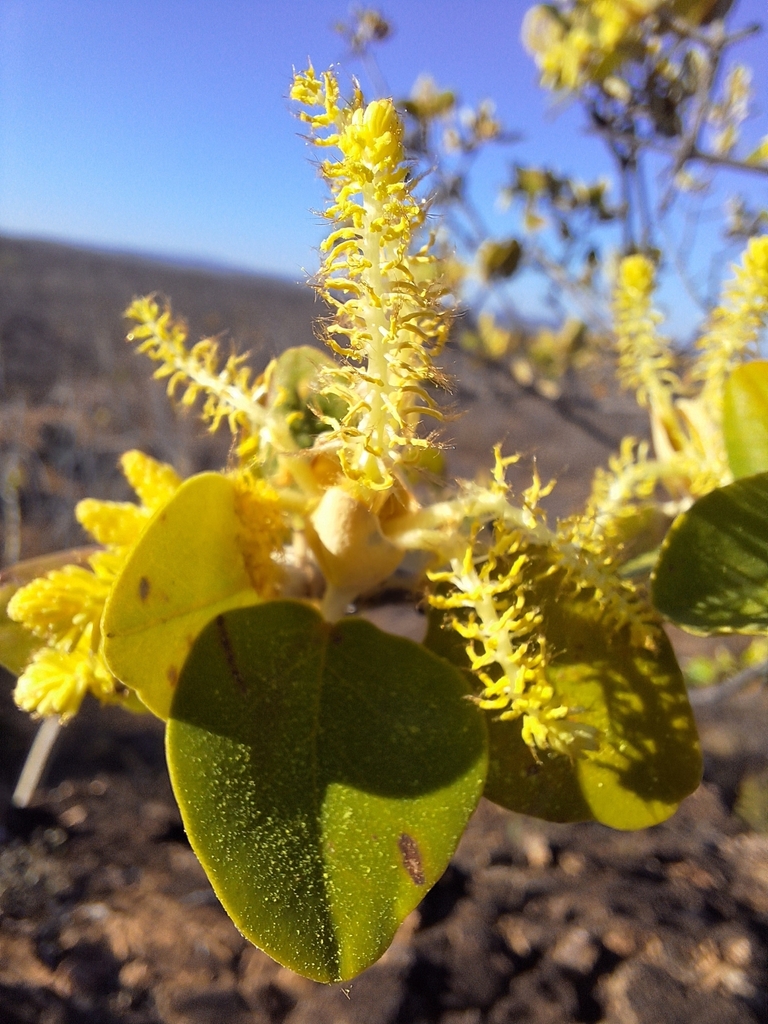 picrodendron family (Picrodendraceae) - Botanical Realm