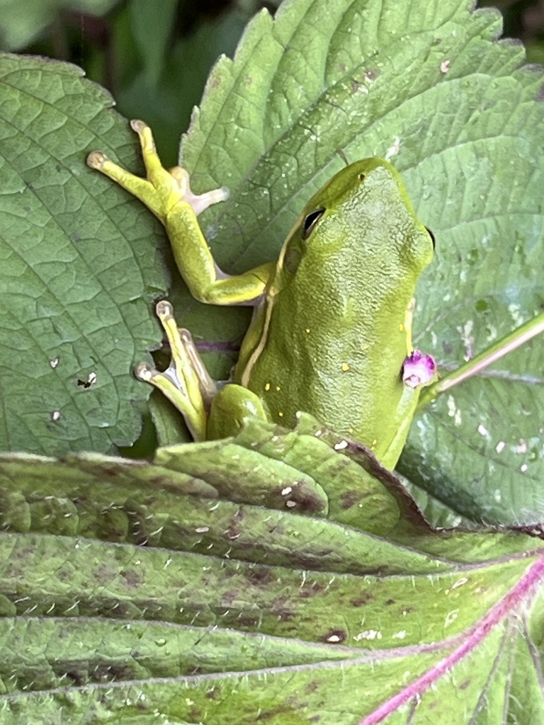 Green Treefrog from Helena Moriah Rd, Rougemont, NC, US on September 29 ...