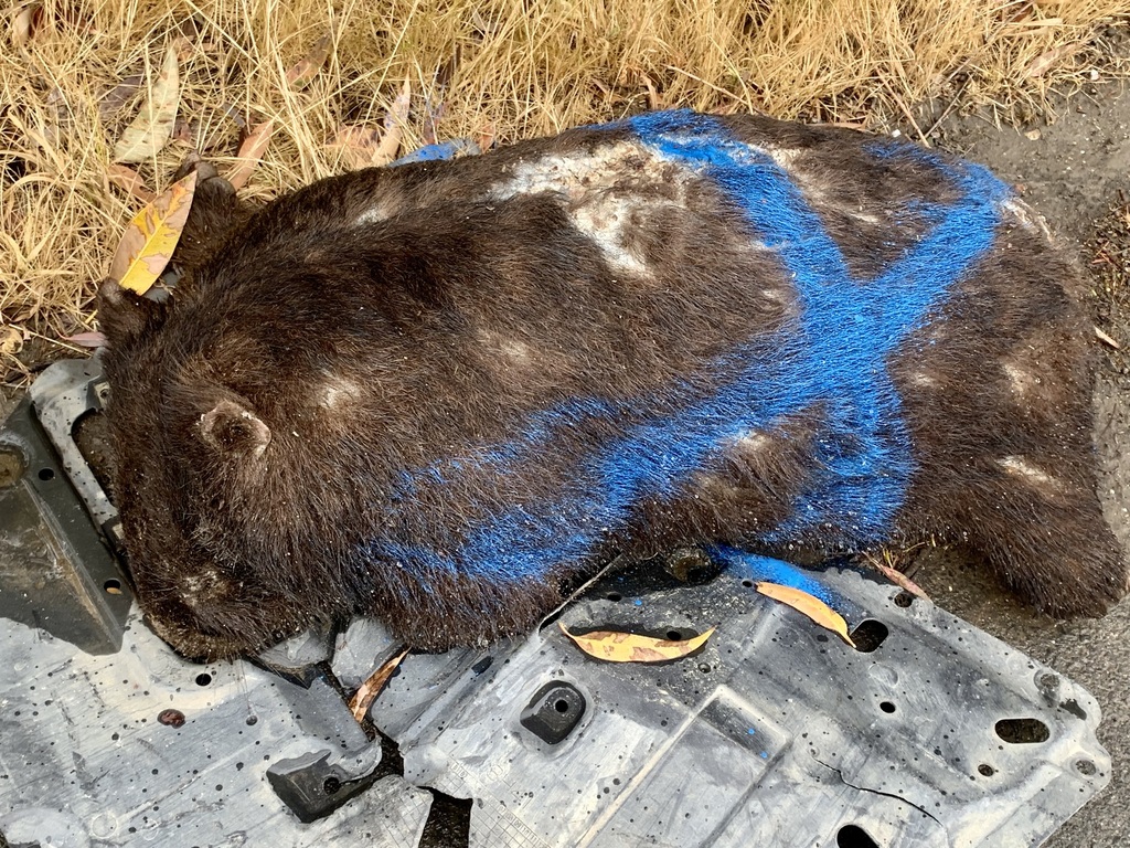 Mainland Wombat from Cranbourne South VIC 3977, Australia on October 4, 2023 at 02:11 PM by ...