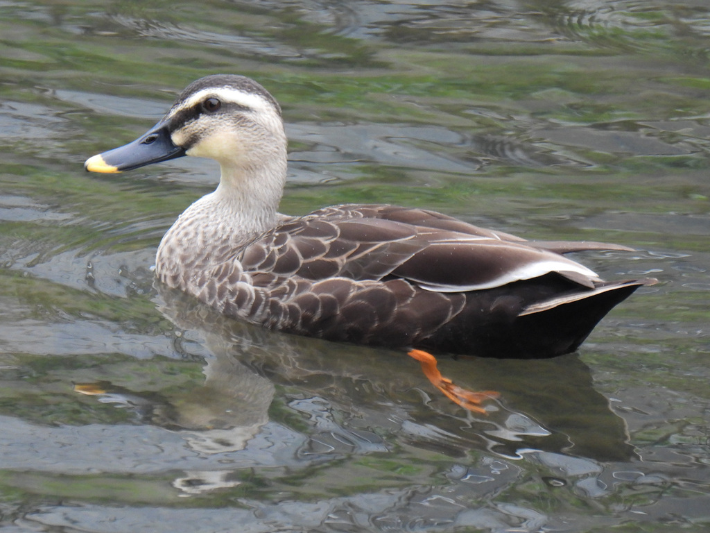 Eastern Spot-billed Duck from Kitami, Setagaya City, Tokyo 157-0067 ...