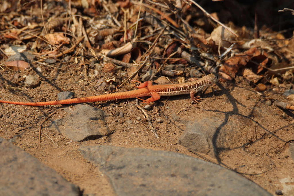 Ornate Scrub Lizard from Livingstone, Sambia on October 1, 2023 at 10: ...