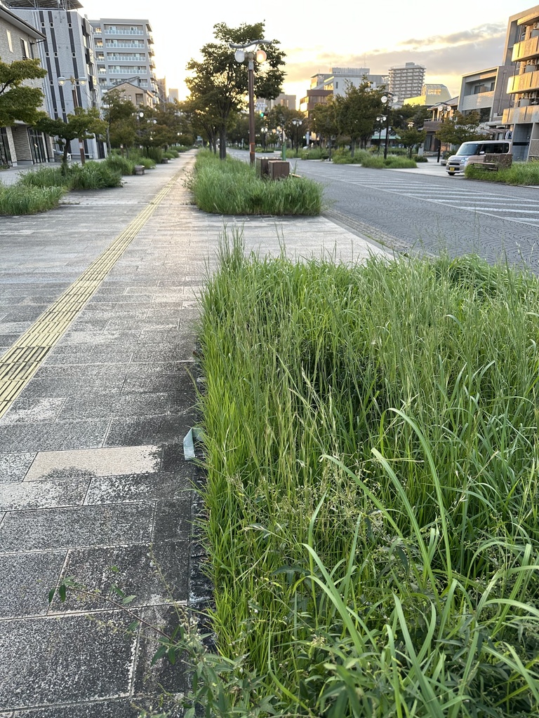 Emma Field Cricket from 中央2丁目, 浜松市中区, 静岡県, JP on September 25, 2023 at ...