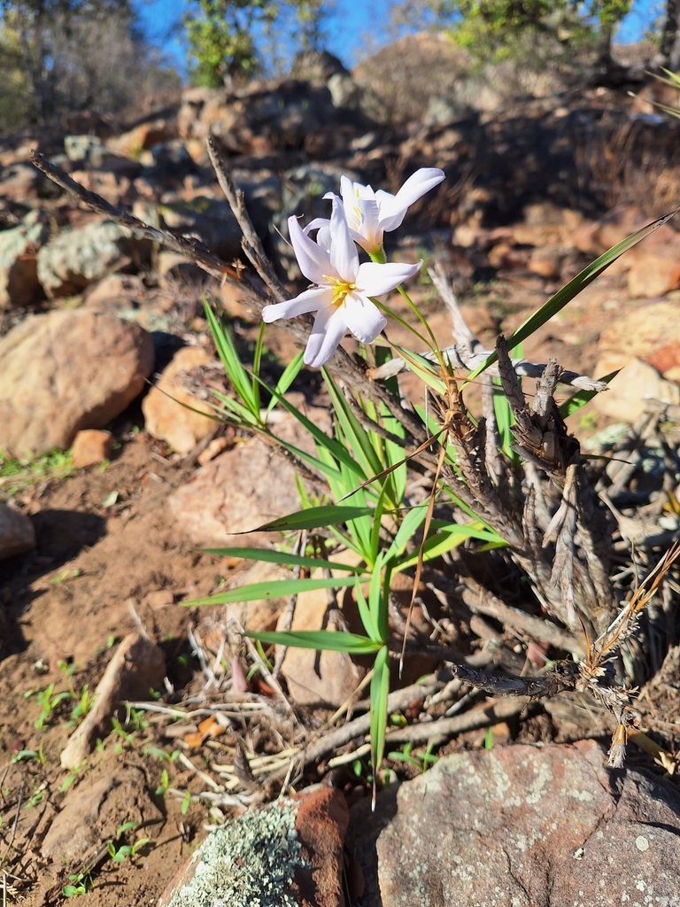 Xerophyta pauciramosa from Kruger Park, South Africa on October 4, 2023 ...